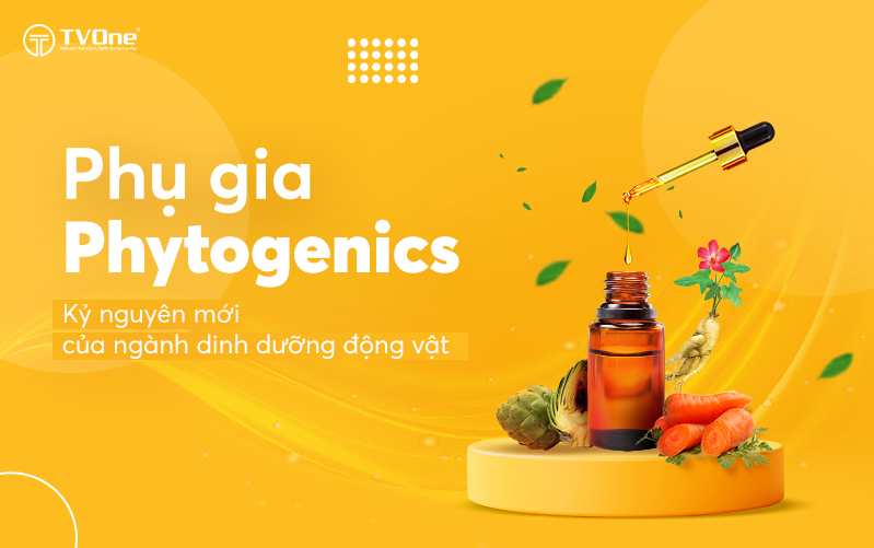 Phụ gia Phytogenics - kỷ nguyên mới của ngành dinh dưỡng động vật